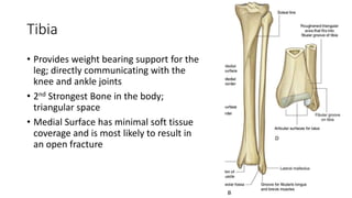 Anatomy of the leg | PPTX