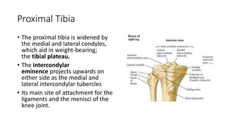 Anatomy of the leg | PPTX
