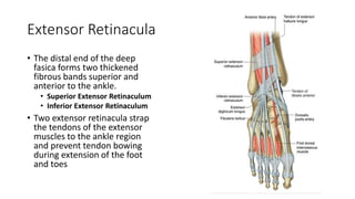Anatomy of the leg | PPTX