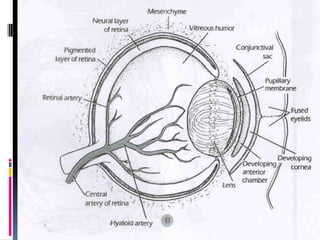 Anatomy of the lens | PPTX