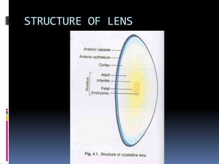 Anatomy of the lens | PPTX