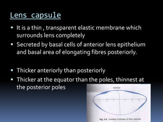 Anatomy of the lens | PPT