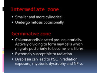 Anatomy of the lens | PPT