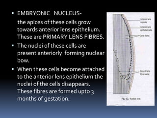Anatomy of the lens | PPTX