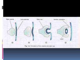 Anatomy of the lens | PPT
