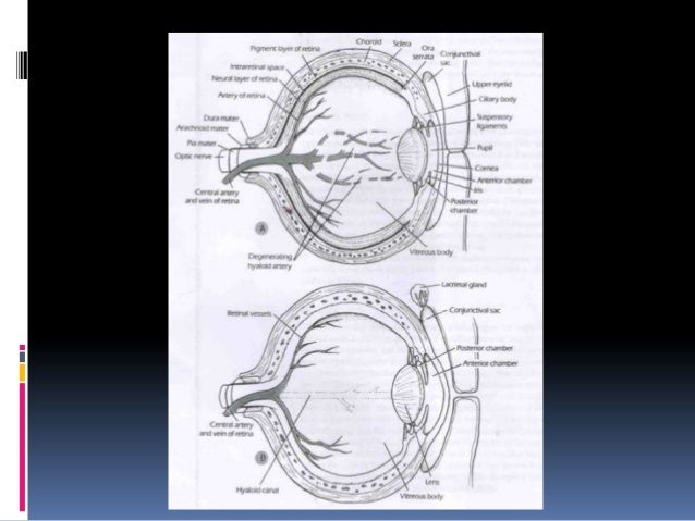 Anatomy of the lens