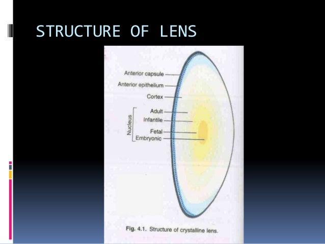 Anatomy of the lens
