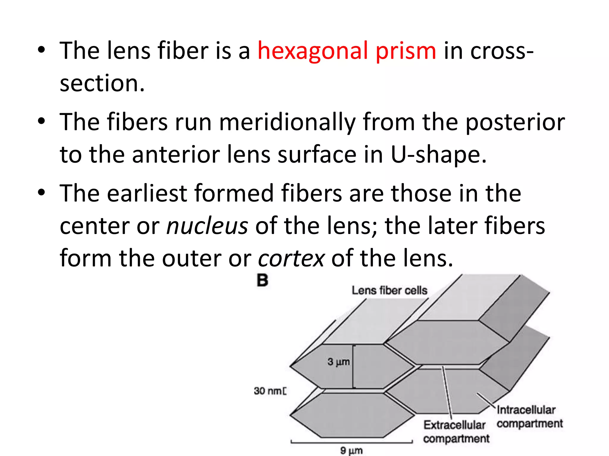 Anatomy of the lens | PPT
