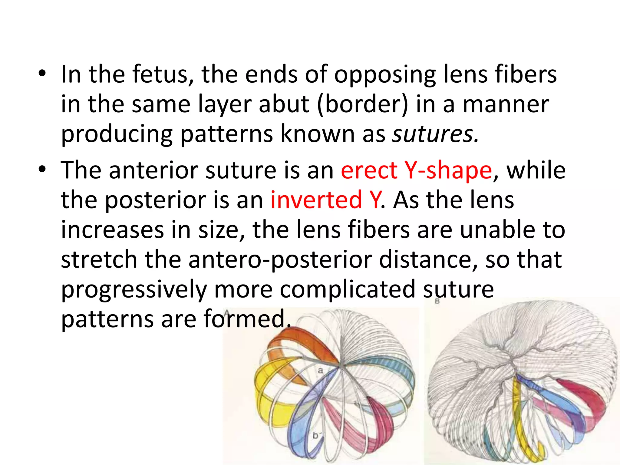 Anatomy of the lens | PPT