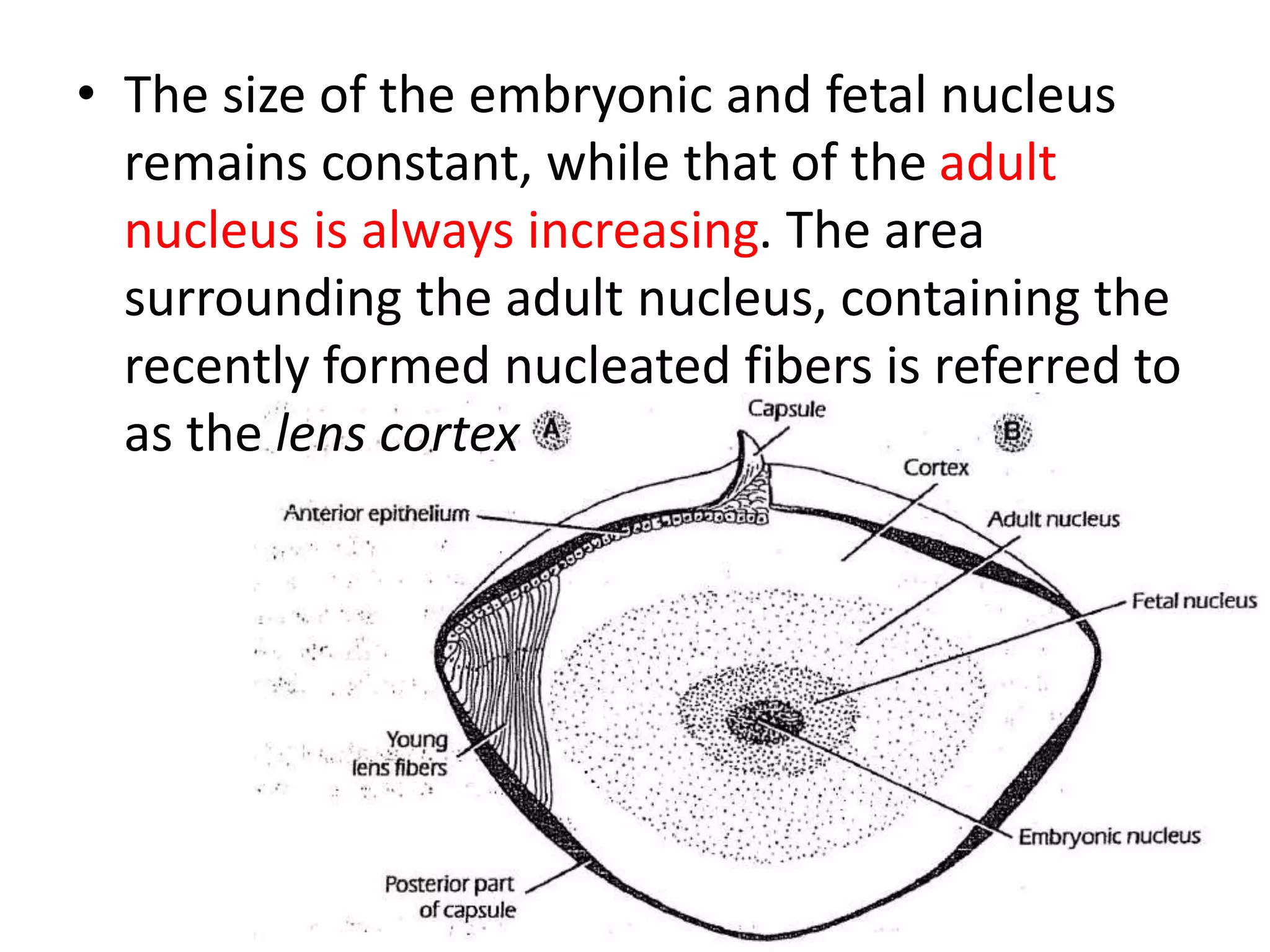Anatomy of the lens | PPT