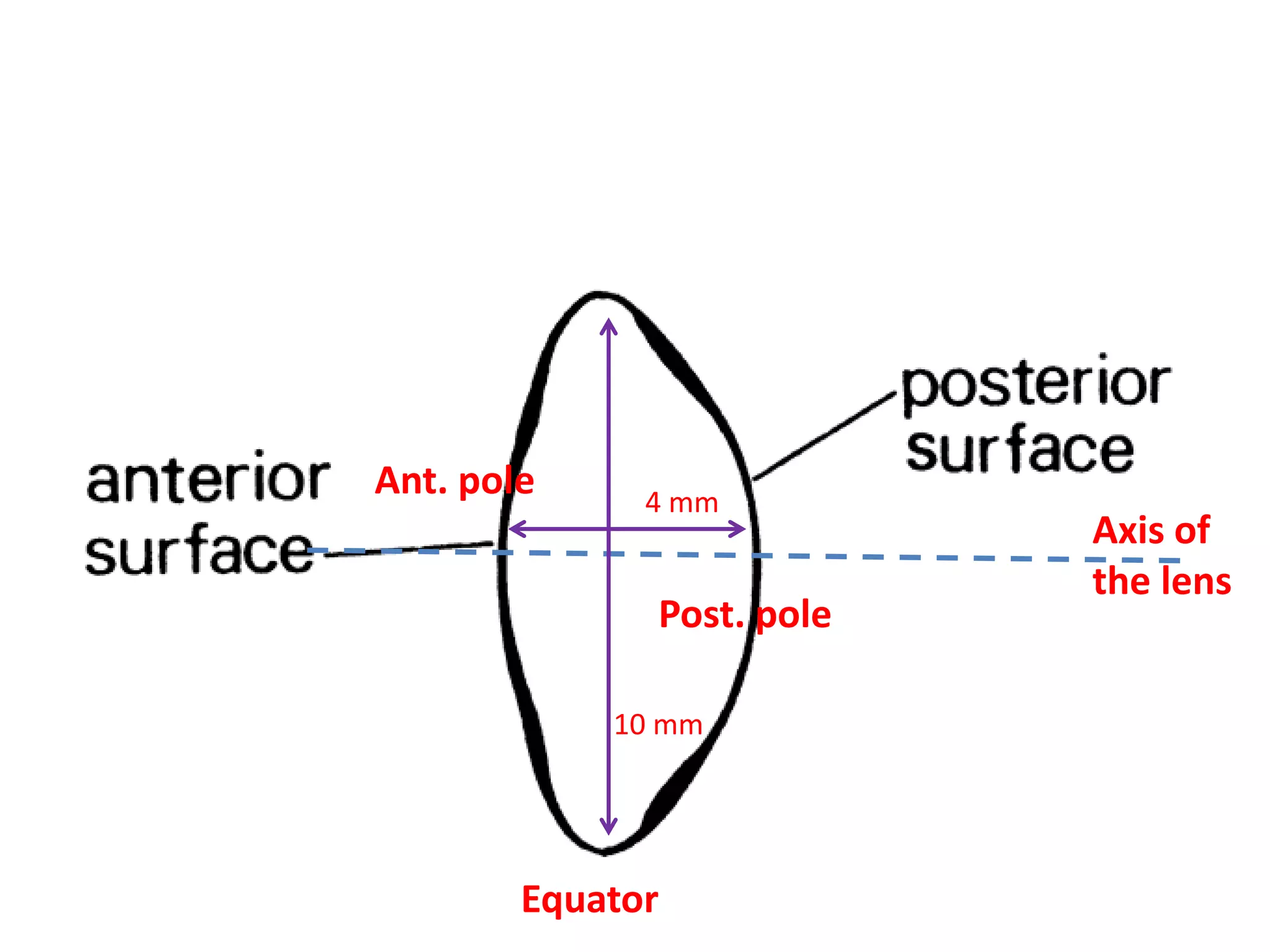 Anatomy of the lens | PPT