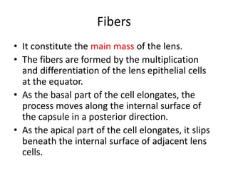Anatomy of the lens | PPT