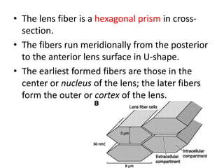 Anatomy of the lens | PPT