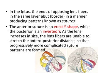 Anatomy of the lens | PPT