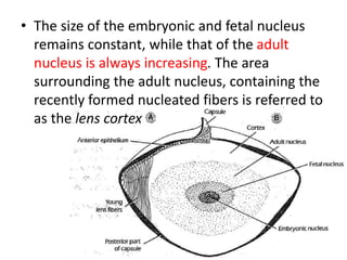 Anatomy of the lens | PPT