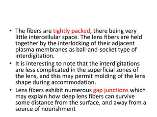 Anatomy of the lens | PPT