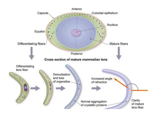 Anatomy of the lens | PPT