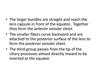 Anatomy of the lens | PPT