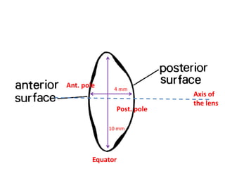 Anatomy of the lens | PPT