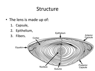 Anatomy of the lens | PPT