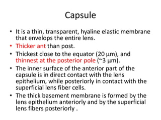 Anatomy of the lens | PPT