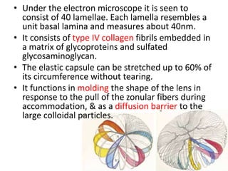 Anatomy of the lens | PPT