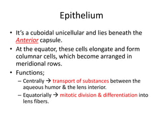 Anatomy of the lens | PPT
