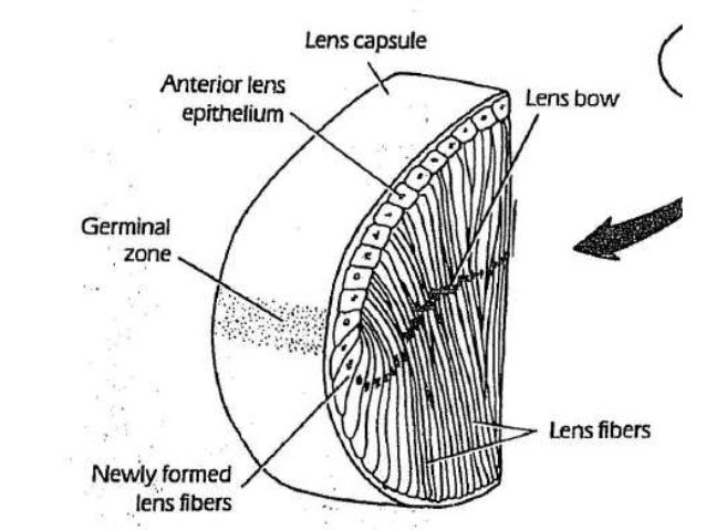 Anatomy of the lens
