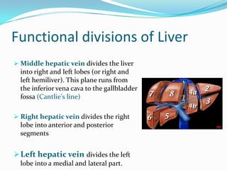 Anatomy of the liver and effect of anaesthetic drugs on liver | PPTX