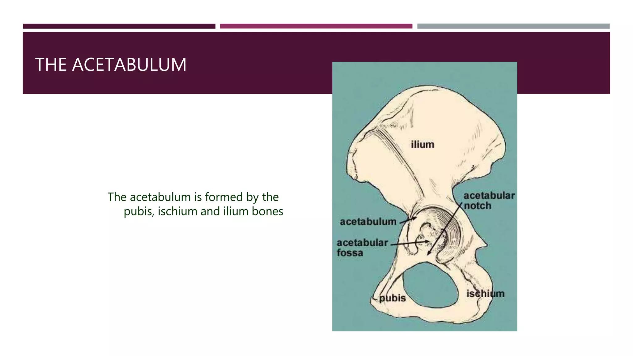 Anatomy of the Lower Limb.pdf