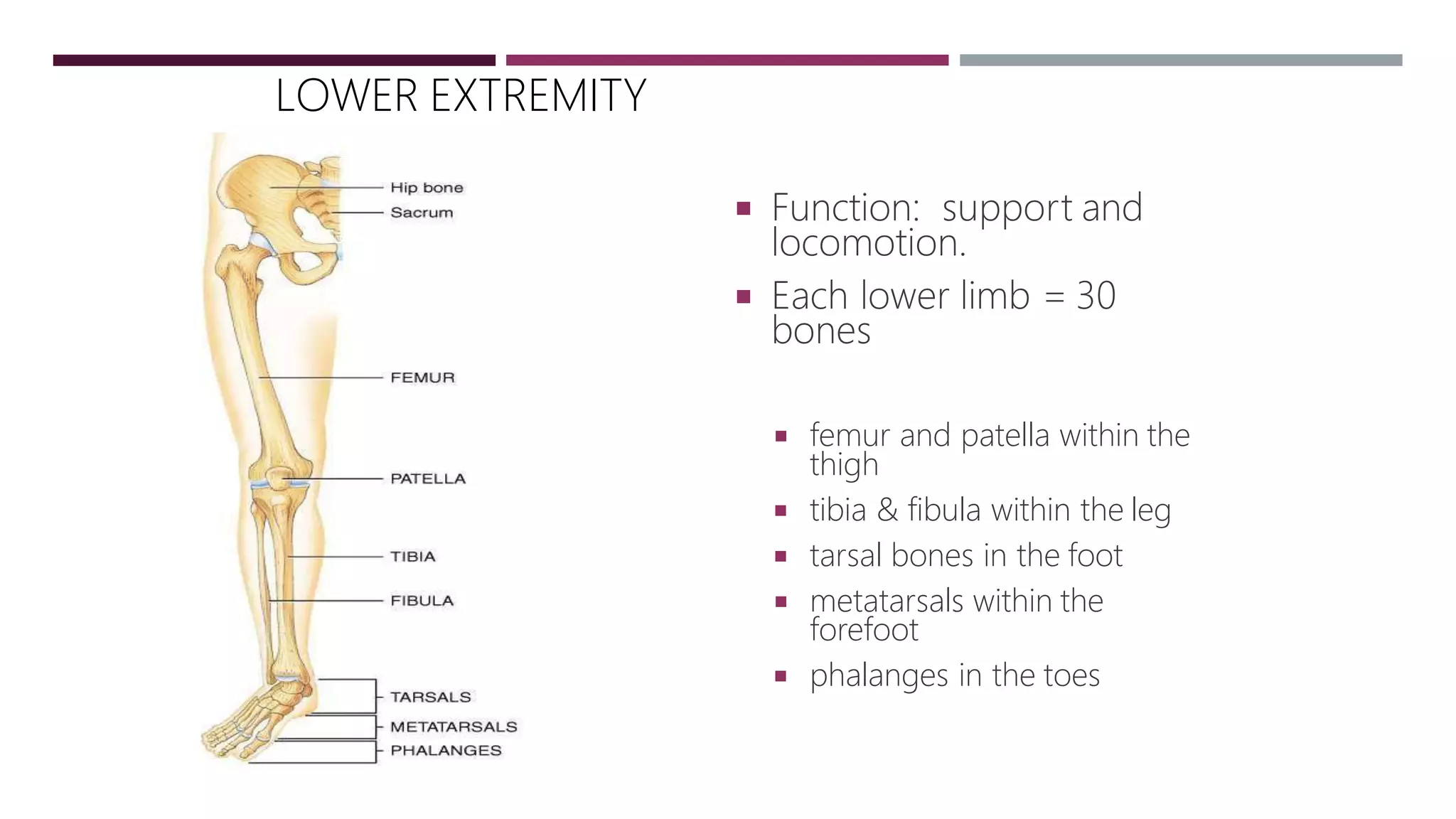 Anatomy of the Lower Limb.pdf