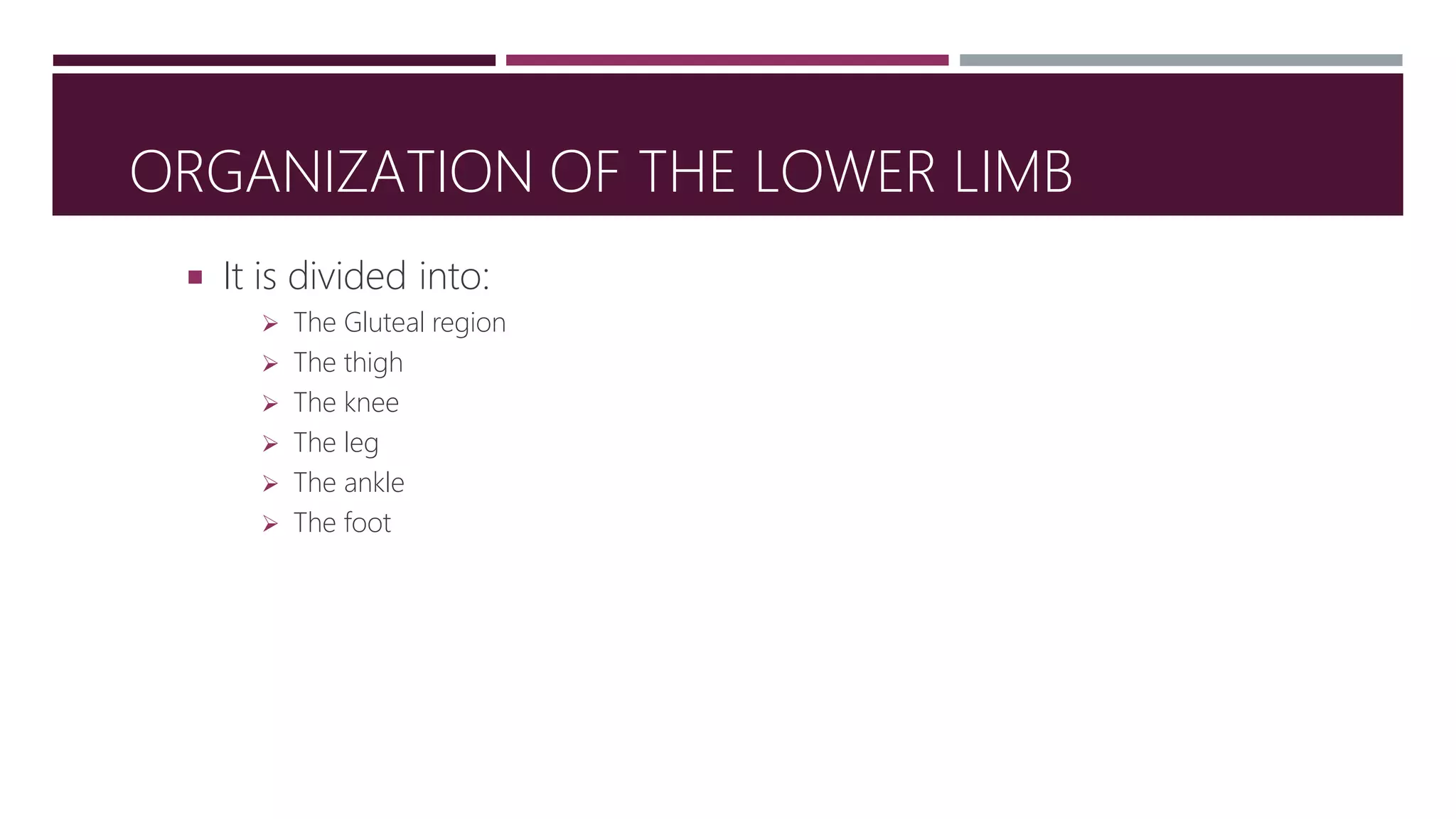 Anatomy of the Lower Limb.pdf