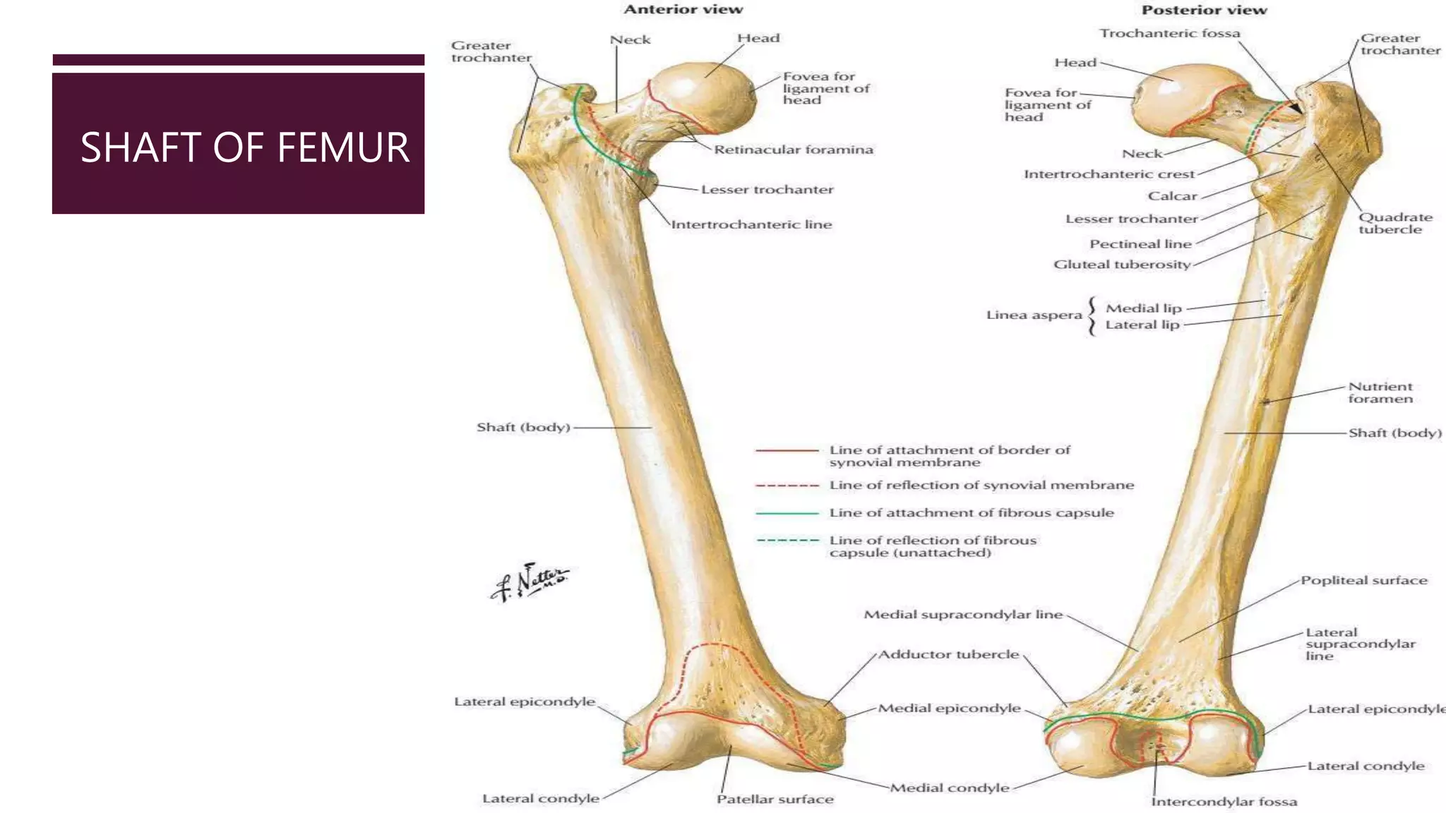 Anatomy of the Lower Limb.pdf