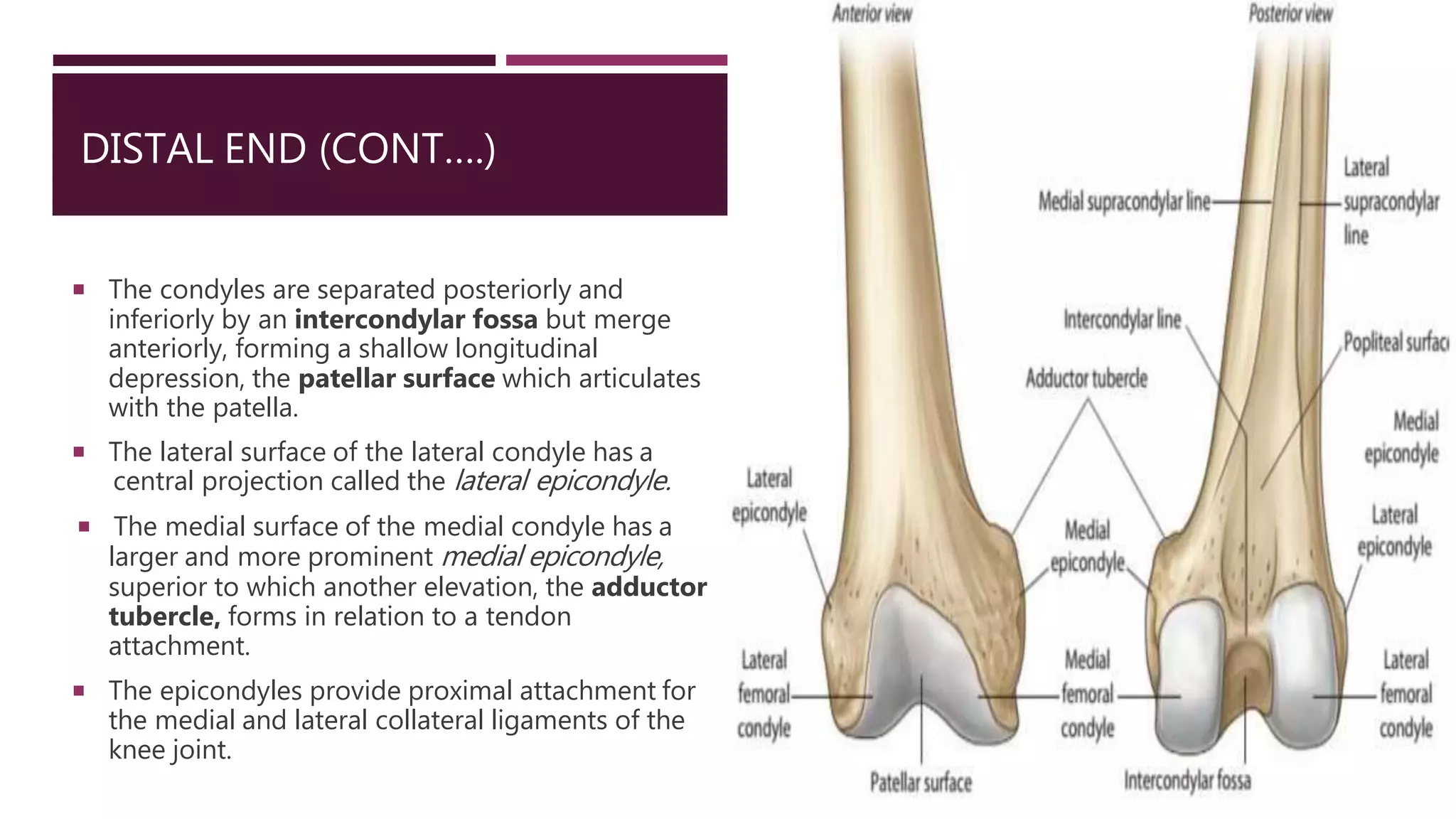 Anatomy of the Lower Limb.pdf