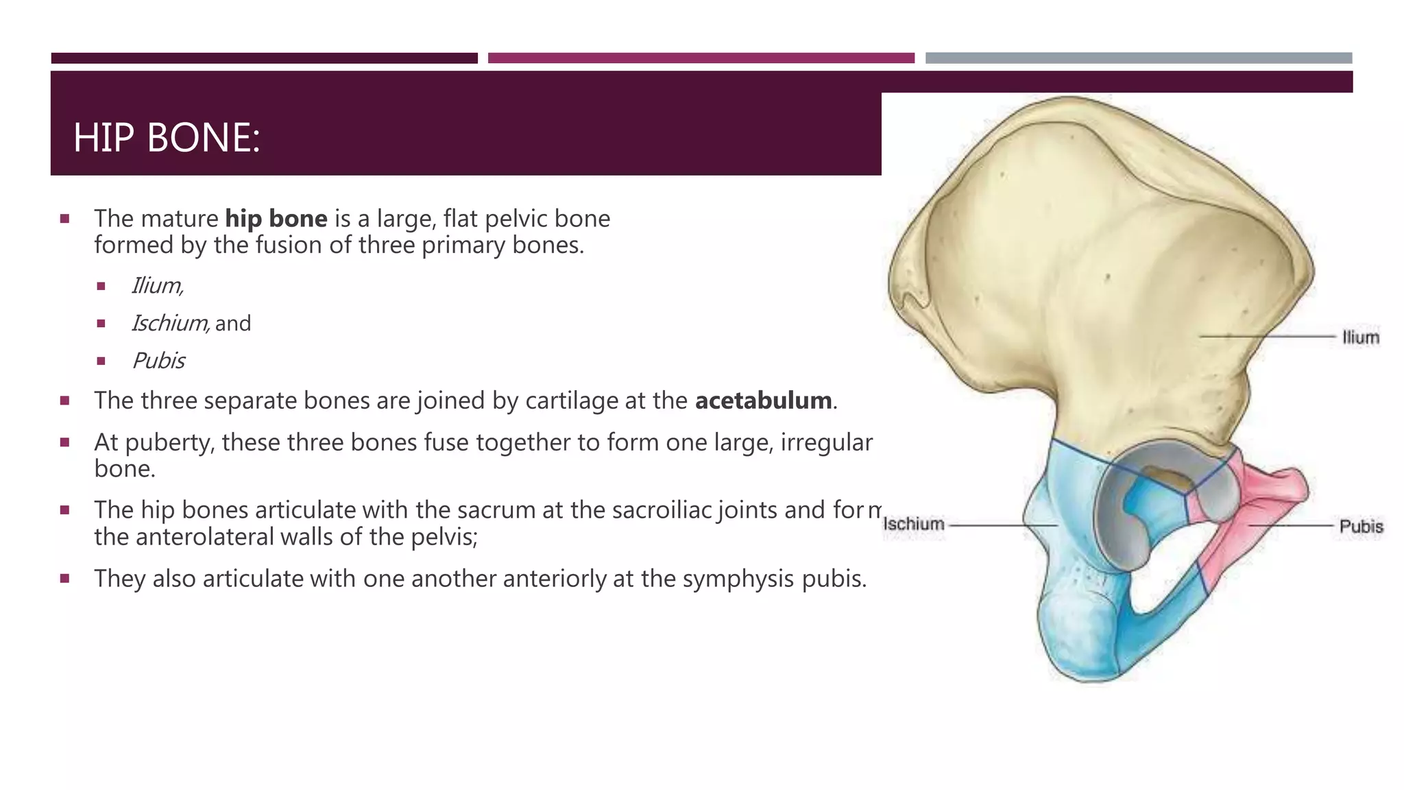 Anatomy of the Lower Limb.pdf