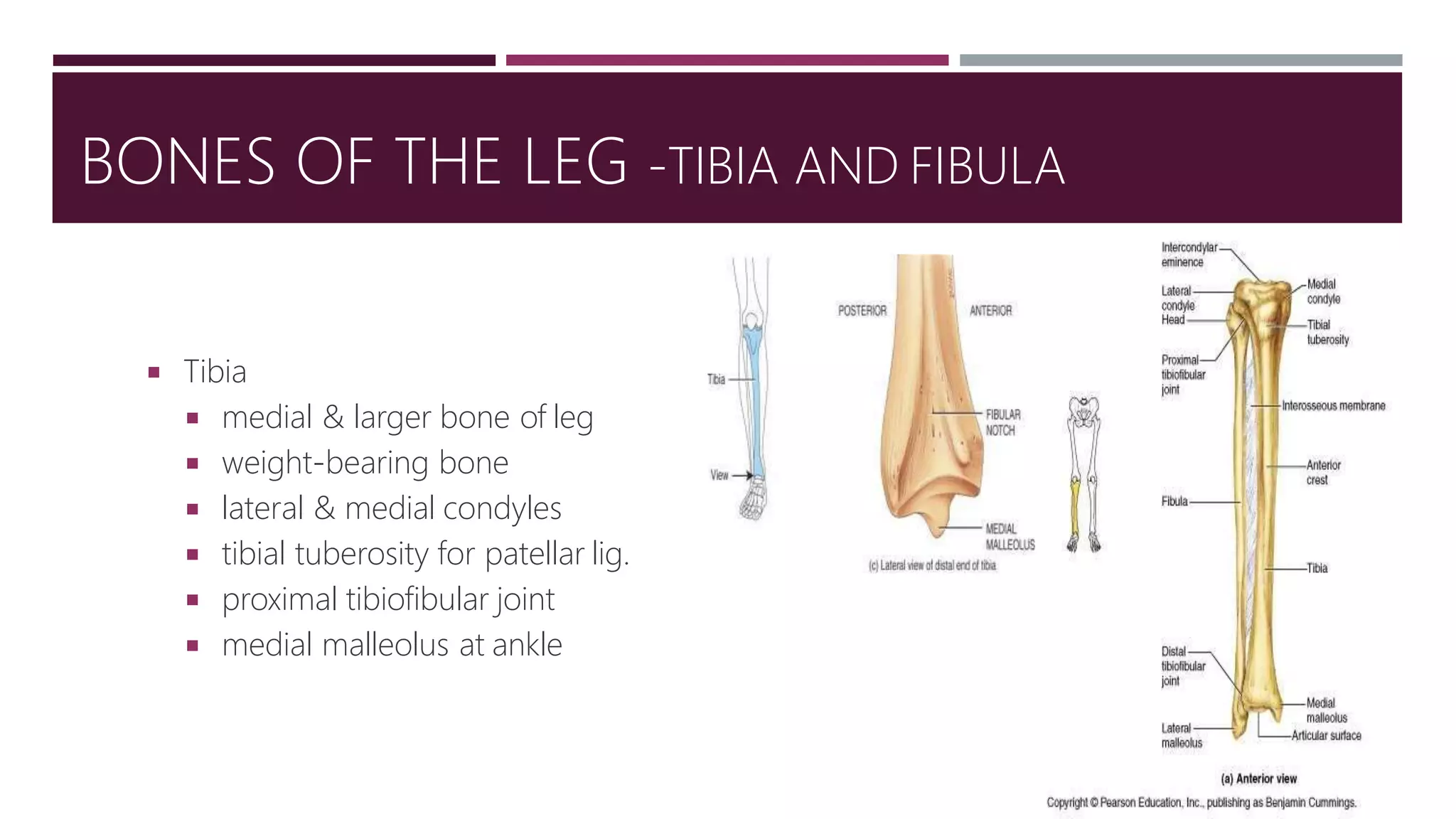 Anatomy of the Lower Limb.pdf