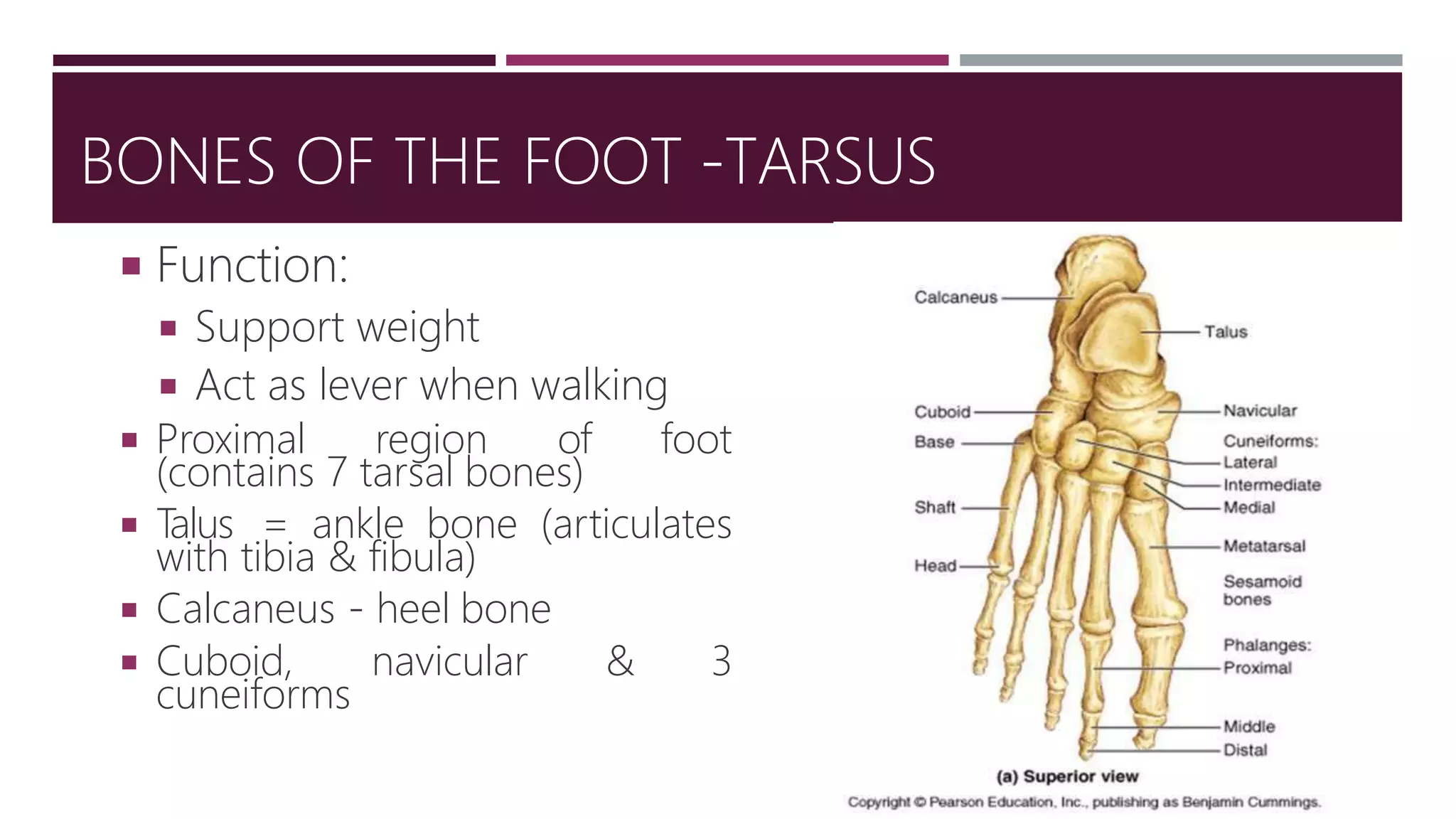 Anatomy of the Lower Limb.pdf