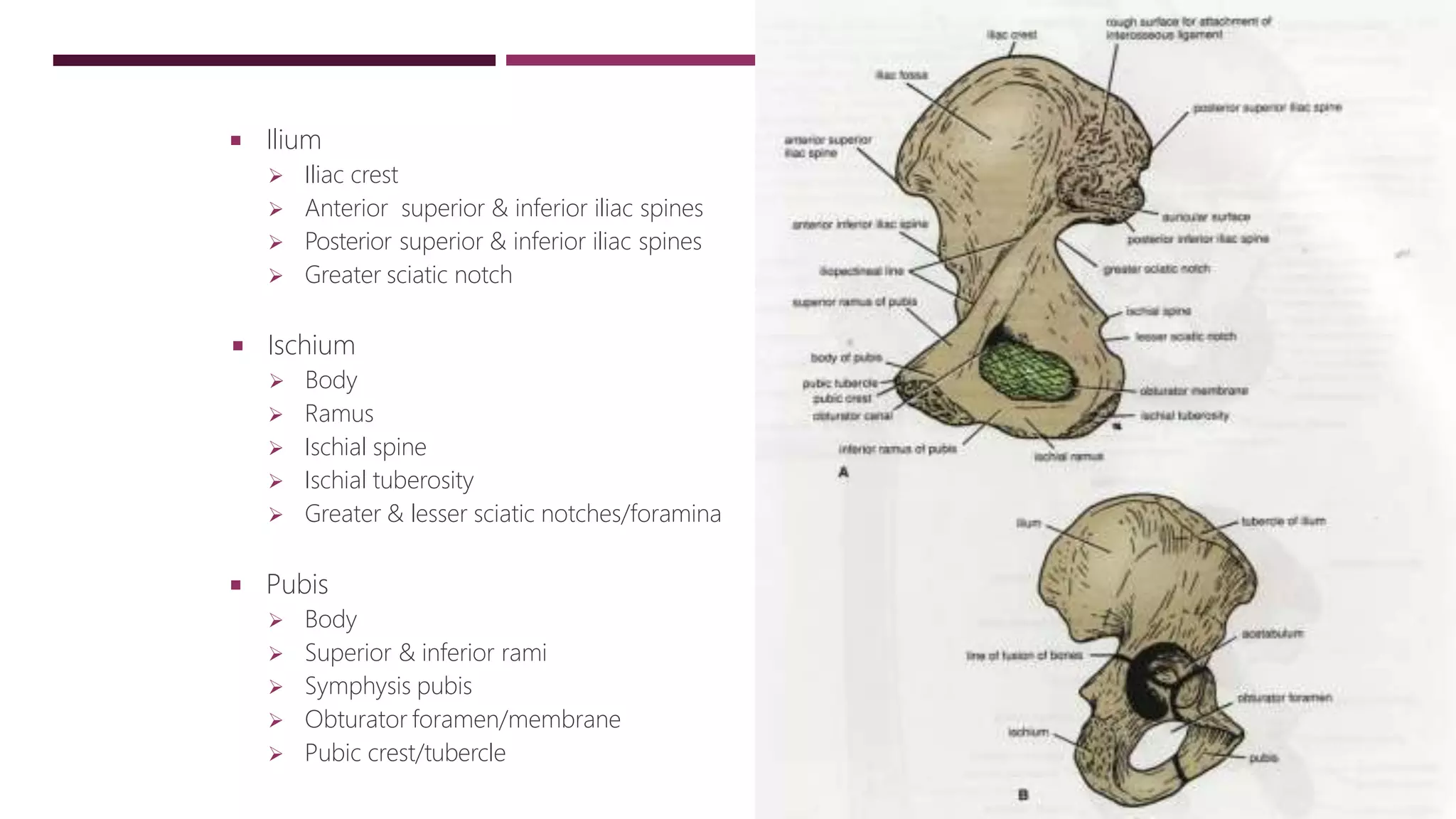 Anatomy of the Lower Limb.pdf