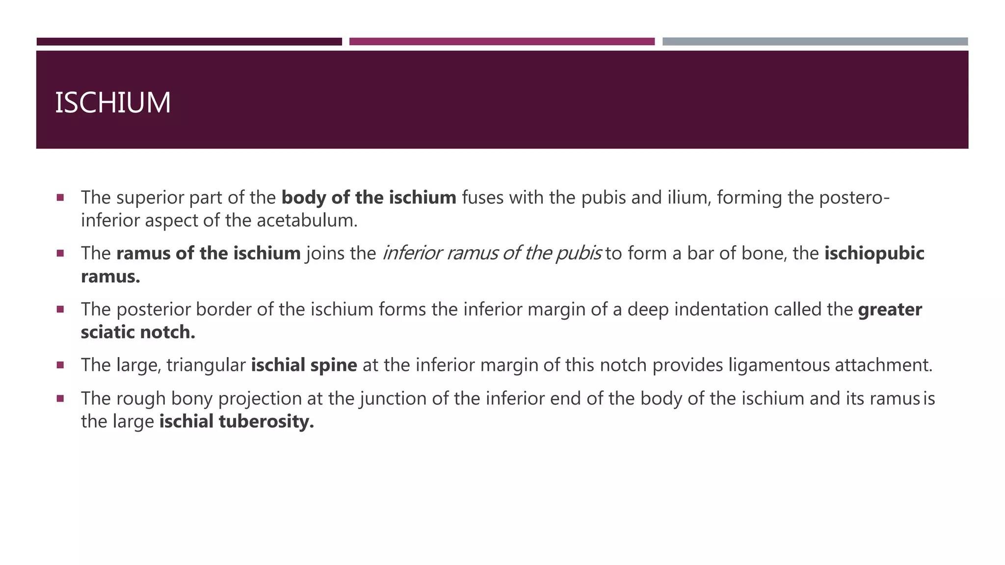 Anatomy of the Lower Limb.pdf