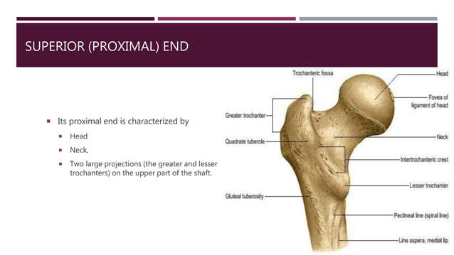 Anatomy of the Lower Limb.pdf
