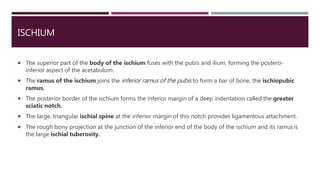 Anatomy of the Lower Limb.pdf