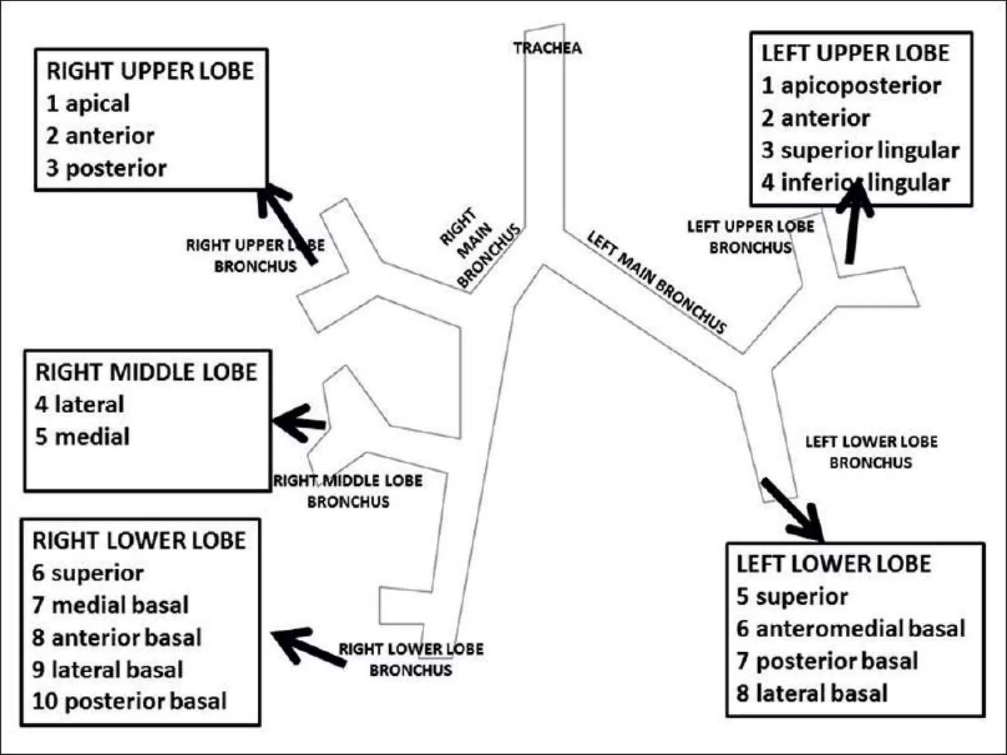 Anatomy of the lower respiratory tract | PPTX