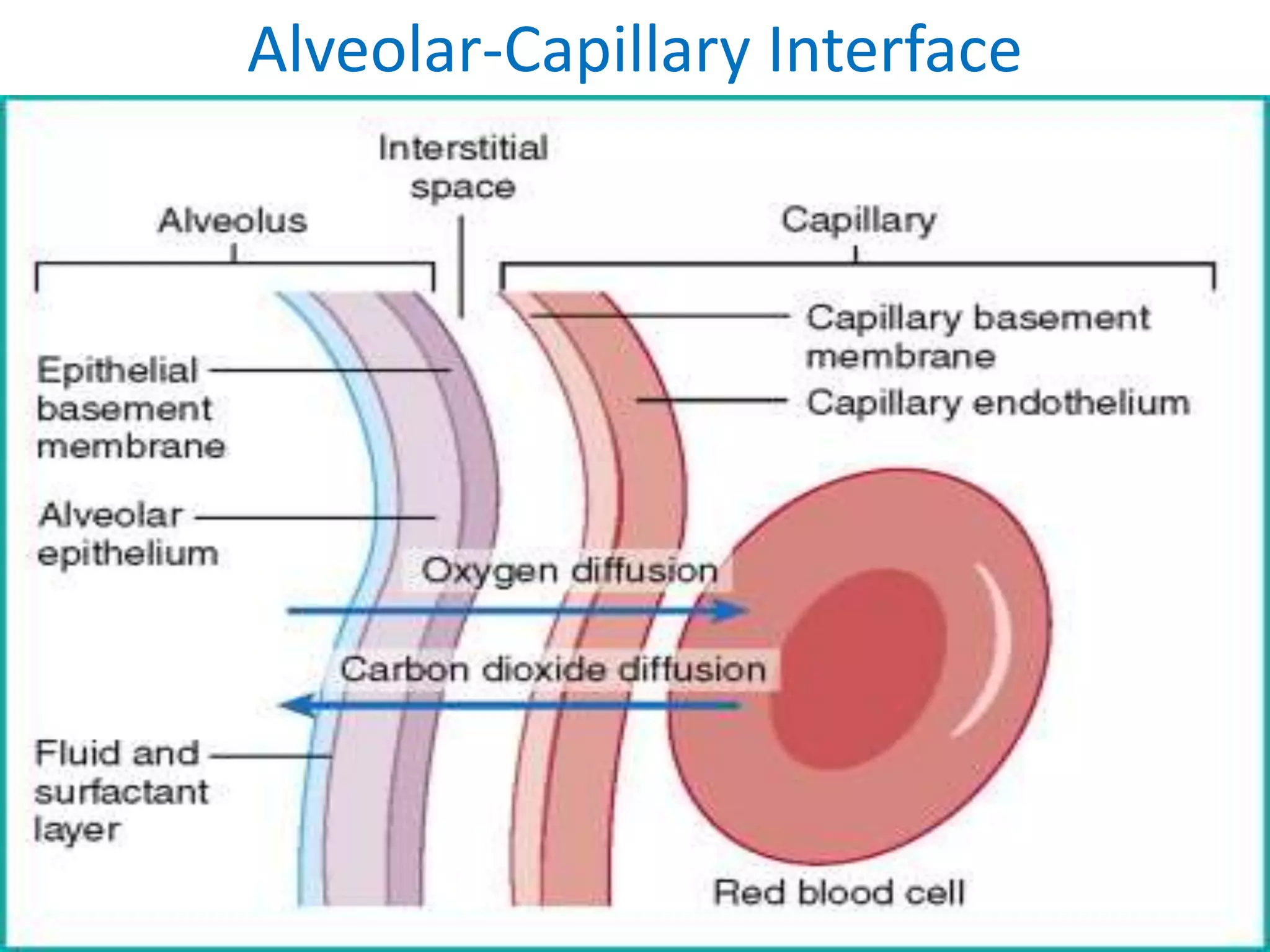 Anatomy of the lower respiratory tract | PPTX
