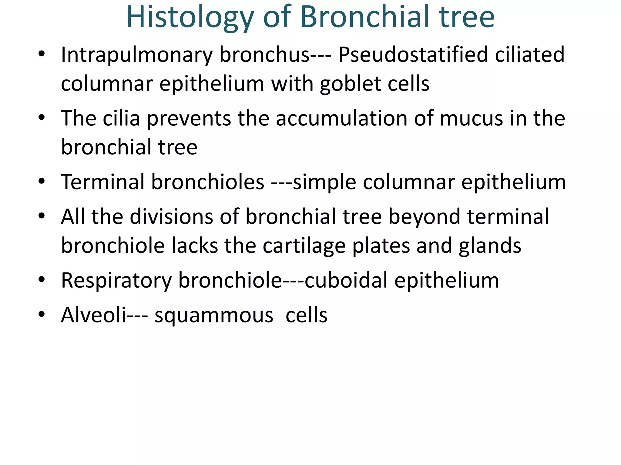 Anatomy of the lower respiratory tract | PPTX