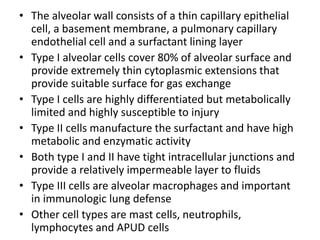 Anatomy of the lower respiratory tract | PPTX