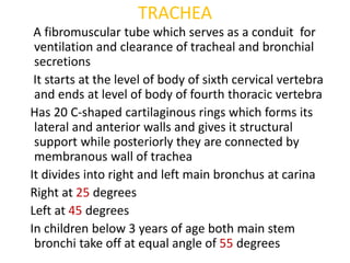 Anatomy of the lower respiratory tract | PPTX
