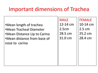 Anatomy of the lower respiratory tract | PPTX