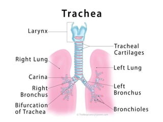Lower Respiratory Tract Labeled