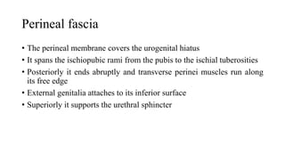 ANATOMY OF THE LOWER URINARY TRACT AND MALE [Autosaved] [Autosaved].pptx