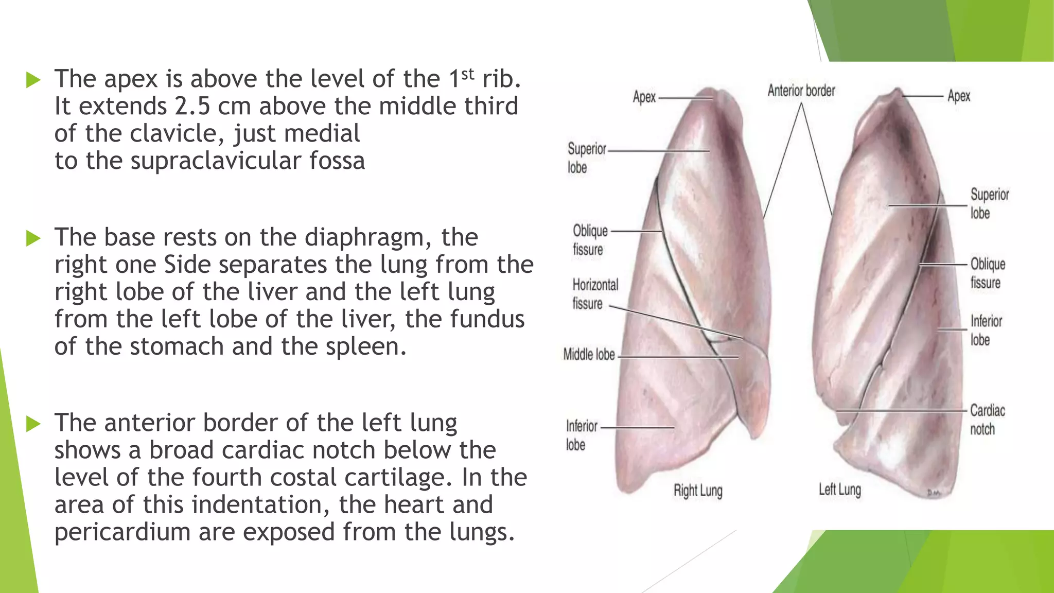 Anatomy Of The Lungs.pptx